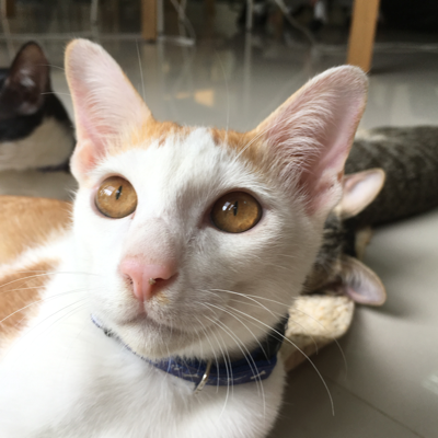 Banana Coding - Our team